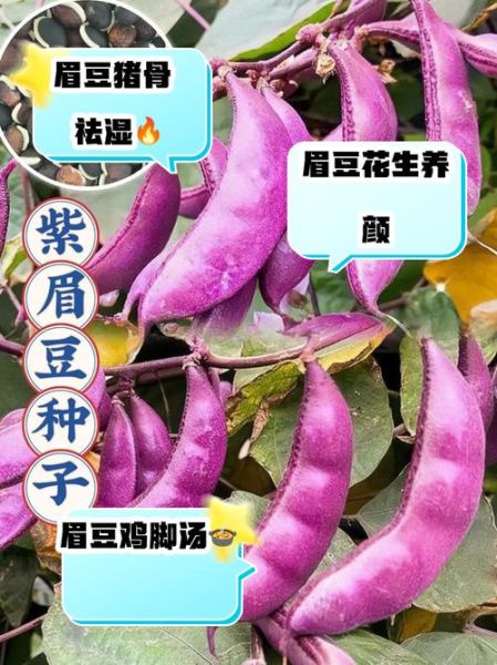 眉豆图片_眉豆和扁豆的区别-第1张图片-山城妙识