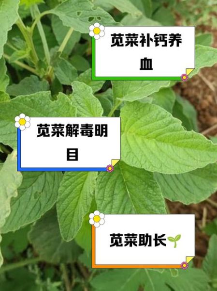 苋菜不焯水吃了有害吗_苋菜焯水好处-第1张图片-山城妙识