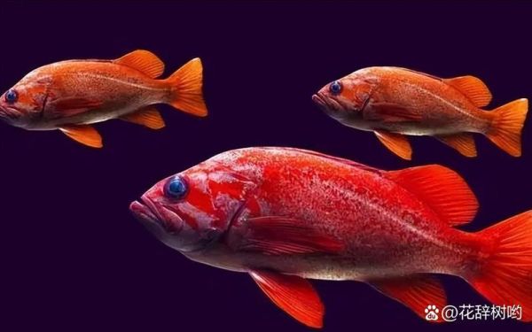 美国红鱼怎么做好吃_美国红鱼做法大全-第3张图片-山城妙识 美国红鱼怎么做好吃_美国红鱼做法大全-第3张图片-山城妙识