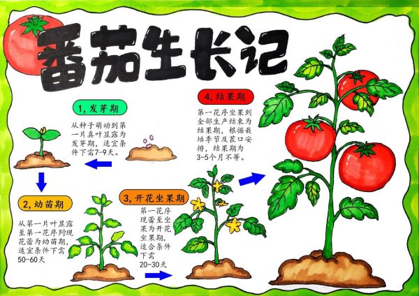 番茄怎么种_番茄多久能结果-第2张图片-山城妙识 番茄怎么种_番茄多久能结果-第2张图片-山城妙识