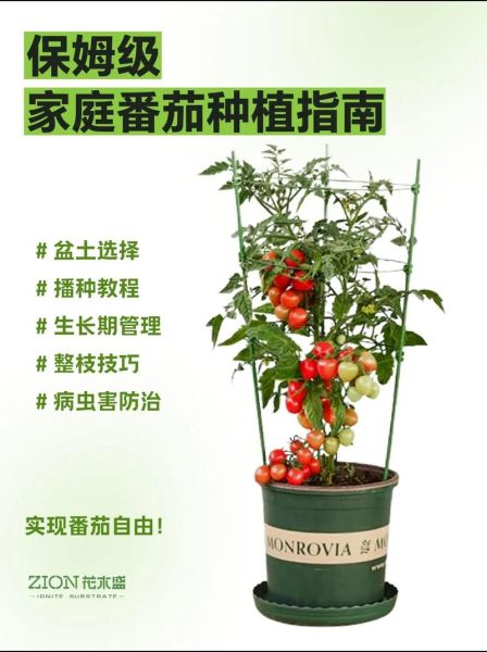 番茄怎么种_番茄多久能结果-第1张图片-山城妙识 番茄怎么种_番茄多久能结果-第1张图片-山城妙识