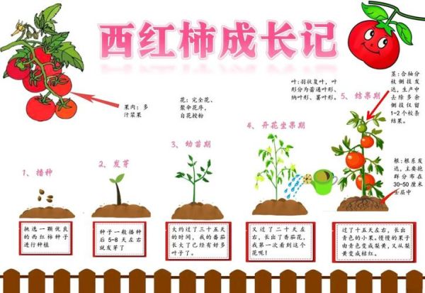 番茄怎么种_番茄多久能结果-第3张图片-山城妙识 番茄怎么种_番茄多久能结果-第3张图片-山城妙识