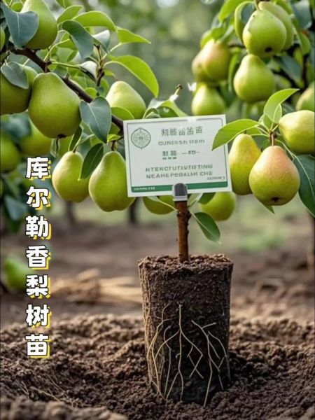 梨树苗批发价格_梨树苗批发基地在哪里-第2张图片-山城妙识