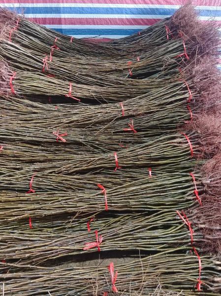 梨树苗批发价格_梨树苗批发基地在哪里-第1张图片-山城妙识