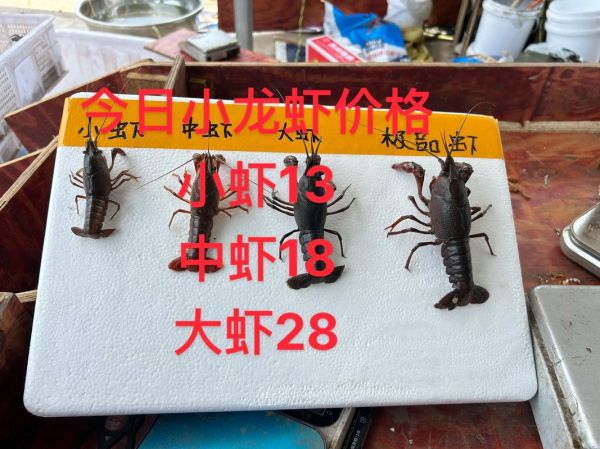 小龙虾多少钱一斤_今日小龙虾价格行情-第3张图片-山城妙识