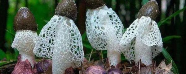 竹荪一斤多少钱_竹荪价格受哪些因素影响-第1张图片-山城妙识