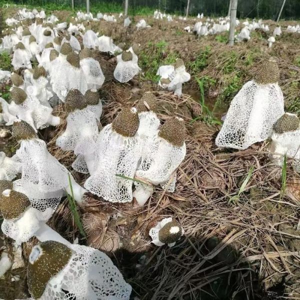 竹荪一斤多少钱_竹荪价格受哪些因素影响-第2张图片-山城妙识