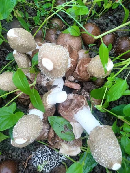 竹荪一斤多少钱_竹荪价格受哪些因素影响-第3张图片-山城妙识