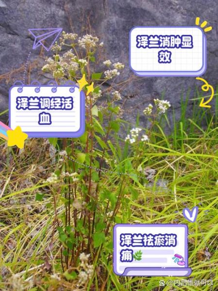 泽兰的功效与作用_泽兰图片长什么样-第1张图片-山城妙识 泽兰的功效与作用_泽兰图片长什么样-第1张图片-山城妙识