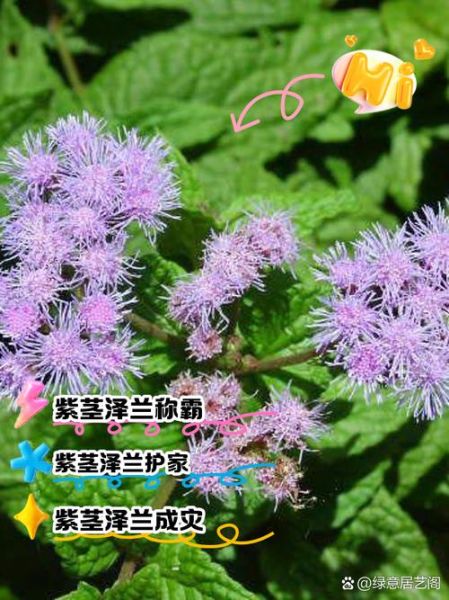 泽兰的功效与作用_泽兰图片长什么样-第2张图片-山城妙识 泽兰的功效与作用_泽兰图片长什么样-第2张图片-山城妙识