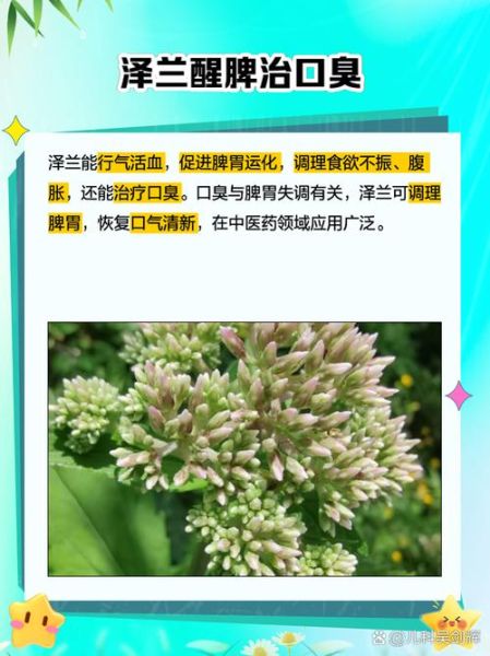 泽兰的功效与作用_泽兰图片长什么样-第3张图片-山城妙识 泽兰的功效与作用_泽兰图片长什么样-第3张图片-山城妙识