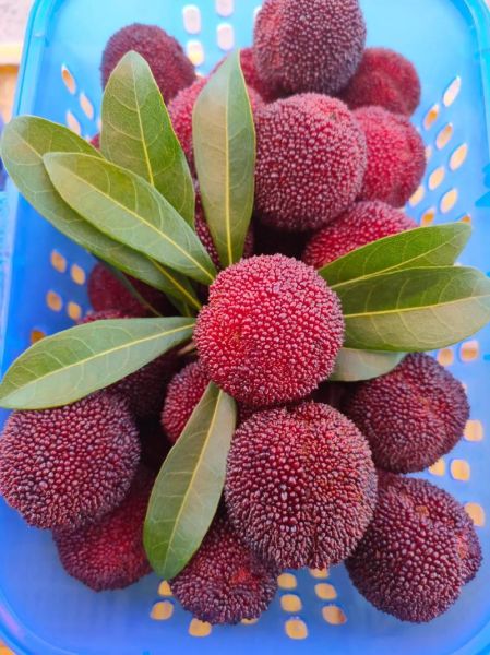 东魁杨梅什么时候成熟_东魁杨梅采摘时间-第1张图片-山城妙识