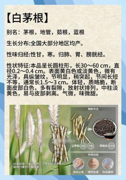 长期吃白茅根的副作用_白茅根泡水喝的禁忌-第1张图片-山城妙识