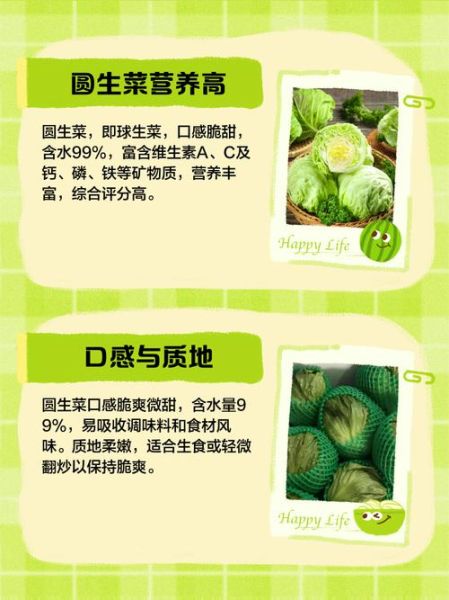 圆生菜可以减肥吗_圆生菜怎么吃最营养-第2张图片-山城妙识