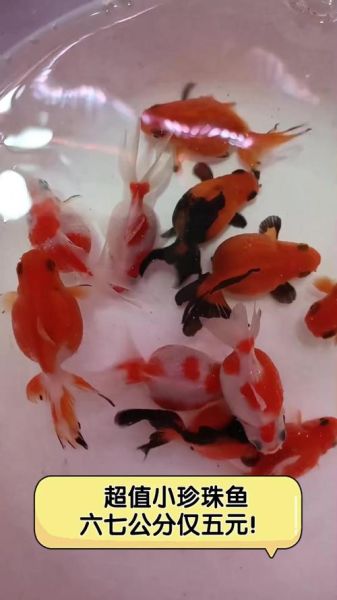 珍珠鱼图片_珍珠鱼长什么样-第1张图片-山城妙识 珍珠鱼图片_珍珠鱼长什么样-第1张图片-山城妙识