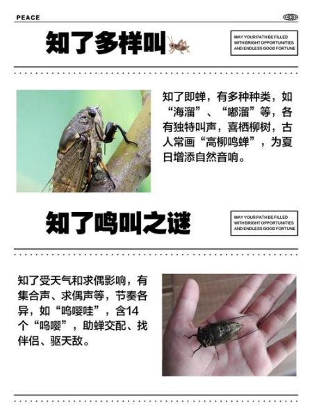 知了什么时候叫_知了为什么晚上不叫-第2张图片-山城妙识