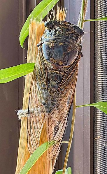 知了什么时候叫_知了为什么晚上不叫-第1张图片-山城妙识