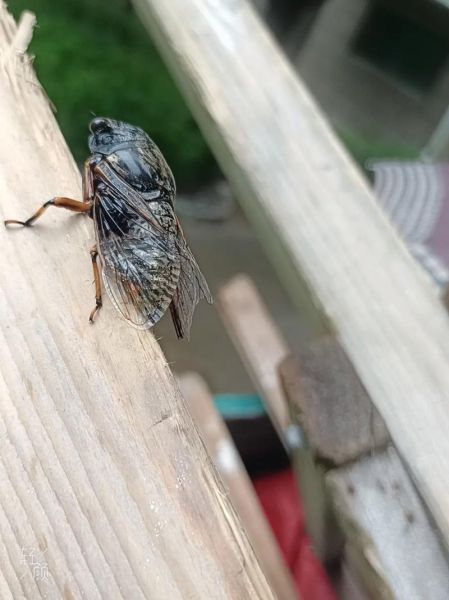 知了什么时候叫_知了为什么晚上不叫-第3张图片-山城妙识