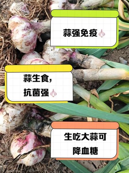蒜头生吃好还是熟吃好_蒜头一天吃多少合适-第2张图片-山城妙识