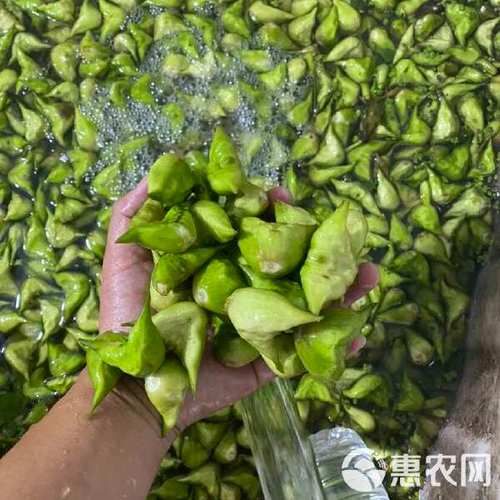 菱角的价格多少钱一斤_菱角怎么挑选才新鲜-第1张图片-山城妙识