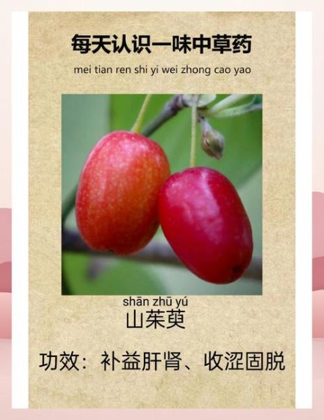 山茱萸的功效与作用有哪些_山茱萸怎么吃效果最好-第2张图片-山城妙识 山茱萸的功效与作用有哪些_山茱萸怎么吃效果最好-第2张图片-山城妙识