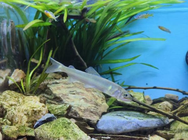 香鱼的故乡在哪里_香鱼为什么叫清流女王-第3张图片-山城妙识