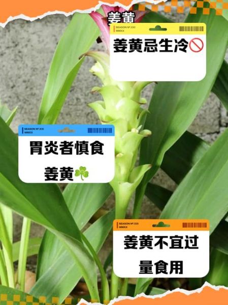 吃姜黄的禁忌_哪些人不能吃姜黄-第2张图片-山城妙识