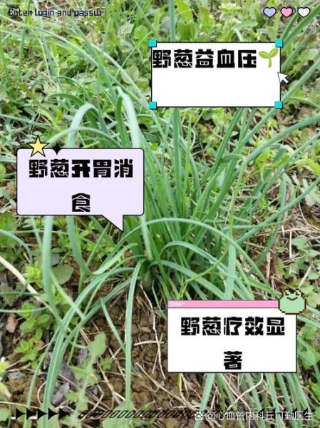 野葱的功效与作用_野葱怎么吃最健康-第1张图片-山城妙识