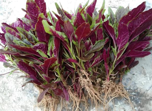 苋怎么读拼音_苋粤语发音是什么-第1张图片-山城妙识