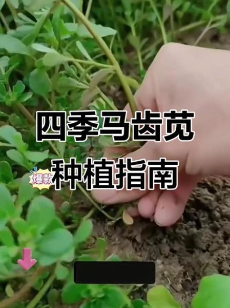 苋怎么读拼音_苋粤语发音是什么-第2张图片-山城妙识