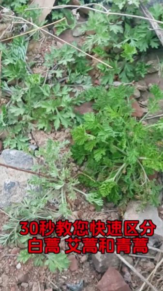 白蒿长什么样_白蒿图片如何辨别真假-第1张图片-山城妙识 白蒿长什么样_白蒿图片如何辨别真假-第1张图片-山城妙识