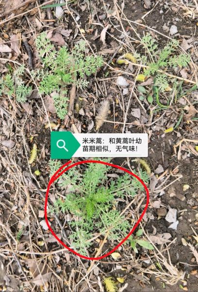 白蒿长什么样_白蒿图片如何辨别真假-第2张图片-山城妙识 白蒿长什么样_白蒿图片如何辨别真假-第2张图片-山城妙识