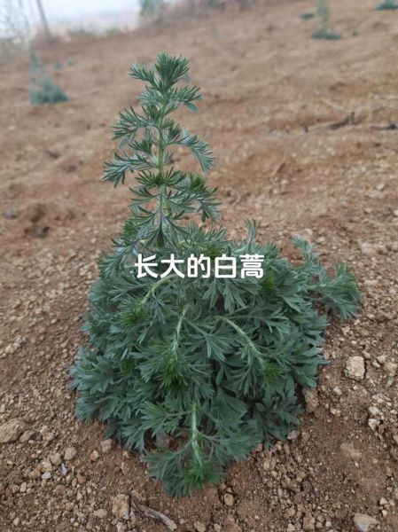 白蒿长什么样_白蒿图片如何辨别真假-第3张图片-山城妙识 白蒿长什么样_白蒿图片如何辨别真假-第3张图片-山城妙识