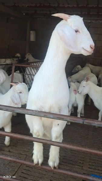 山羊图片怎么拍好看_山羊图片拍摄技巧-第3张图片-山城妙识 山羊图片怎么拍好看_山羊图片拍摄技巧-第3张图片-山城妙识