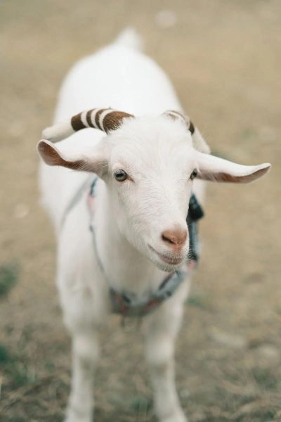 山羊图片怎么拍好看_山羊图片拍摄技巧-第1张图片-山城妙识 山羊图片怎么拍好看_山羊图片拍摄技巧-第1张图片-山城妙识