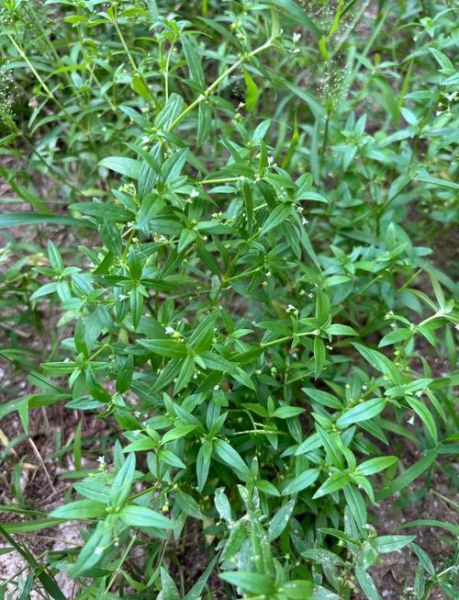 蛇舌草煮水要煮多久_蛇舌草煮水最佳时间-第2张图片-山城妙识 蛇舌草煮水要煮多久_蛇舌草煮水最佳时间-第2张图片-山城妙识