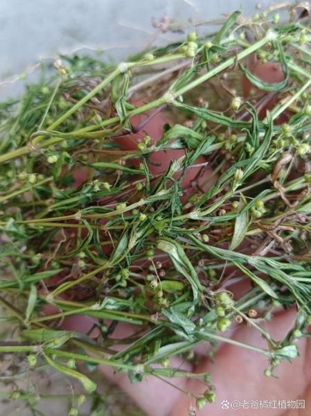 蛇舌草煮水要煮多久_蛇舌草煮水最佳时间-第3张图片-山城妙识 蛇舌草煮水要煮多久_蛇舌草煮水最佳时间-第3张图片-山城妙识