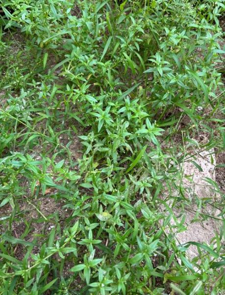 蛇舌草煮水要煮多久_蛇舌草煮水最佳时间-第1张图片-山城妙识 蛇舌草煮水要煮多久_蛇舌草煮水最佳时间-第1张图片-山城妙识