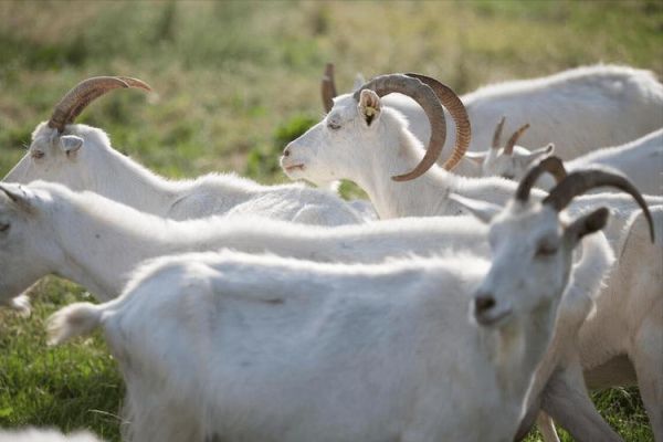 山羊图片怎么拍好看_山羊图片拍摄技巧-第2张图片-山城妙识 山羊图片怎么拍好看_山羊图片拍摄技巧-第2张图片-山城妙识