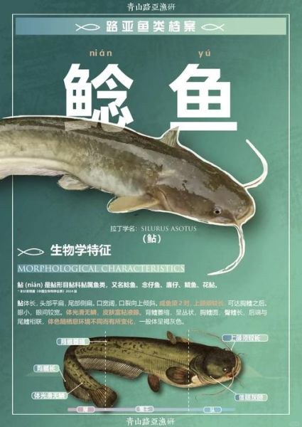 钳鱼和鲶鱼的区别_如何一眼分辨-第2张图片-山城妙识