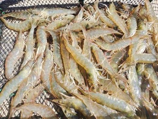 南美白对虾室内养殖靠谱吗_室内养虾赚钱吗-第1张图片-山城妙识