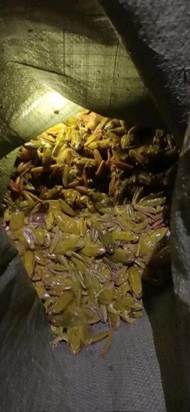 林蛙图片怎么拍_林蛙高清图片哪里找-第2张图片-山城妙识