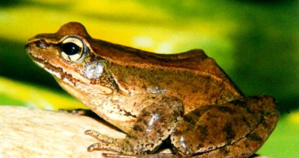 林蛙图片怎么拍_林蛙高清图片哪里找-第1张图片-山城妙识