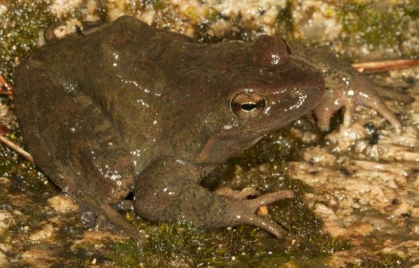 林蛙图片怎么拍_林蛙高清图片哪里找-第3张图片-山城妙识
