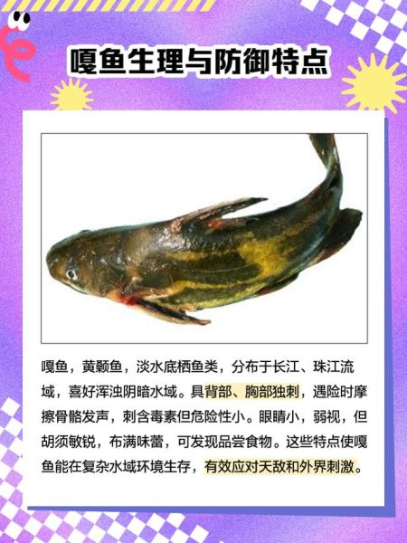 嘎鱼多少钱一斤_嘎鱼价格最新行情-第2张图片-山城妙识 嘎鱼多少钱一斤_嘎鱼价格最新行情-第2张图片-山城妙识