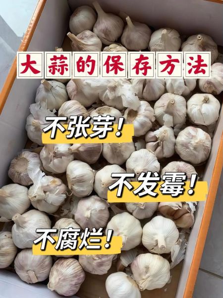 大蒜怎么保存不发芽_大蒜放冰箱能防止发芽吗-第3张图片-山城妙识