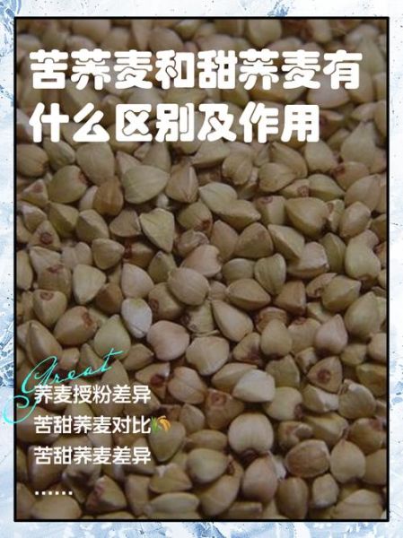 苦荞和荞麦的功效区别_哪个更适合三高人群-第1张图片-山城妙识 苦荞和荞麦的功效区别_哪个更适合三高人群-第1张图片-山城妙识