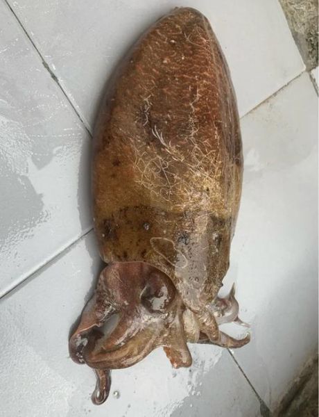 自制墨鱼丸怎么做_墨鱼丸Q弹秘诀-第3张图片-山城妙识 自制墨鱼丸怎么做_墨鱼丸Q弹秘诀-第3张图片-山城妙识