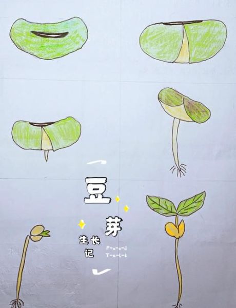 绿豆怎么发芽_绿豆发芽最快的方法-第1张图片-山城妙识 绿豆怎么发芽_绿豆发芽最快的方法-第1张图片-山城妙识