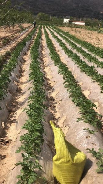 土豆淀粉怎么做_自制土豆淀粉步骤-第2张图片-山城妙识